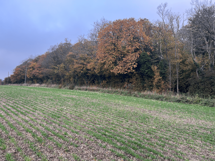 Beauchamps Wood in Nonington, Kent, by Peter Hobbs. - The Old Parish of ...